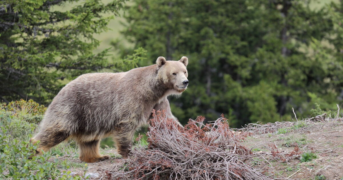 Der Bär kommt - travelnews.ch