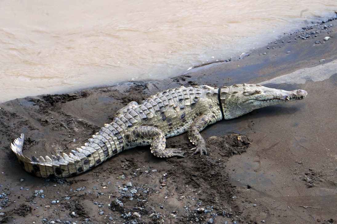 Über die Krokodilbrücke an den Pazifik - travelnews.ch